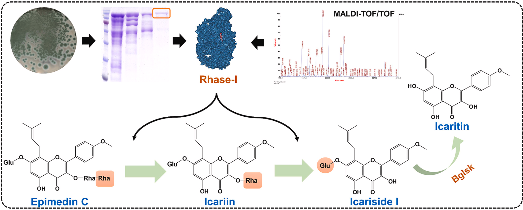 Cheng, L., Zhang, H., Cui, H., Cheng, J., Wang, W., Wei, B., ... & Yuan ...