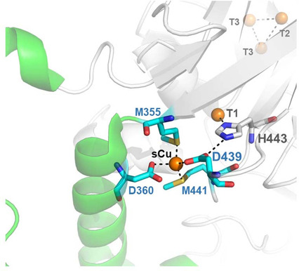 Zhang, L., Cui, H., Dhoke, G. V., Zou, Z., Sauer, D. F., Davari, M. D ...
